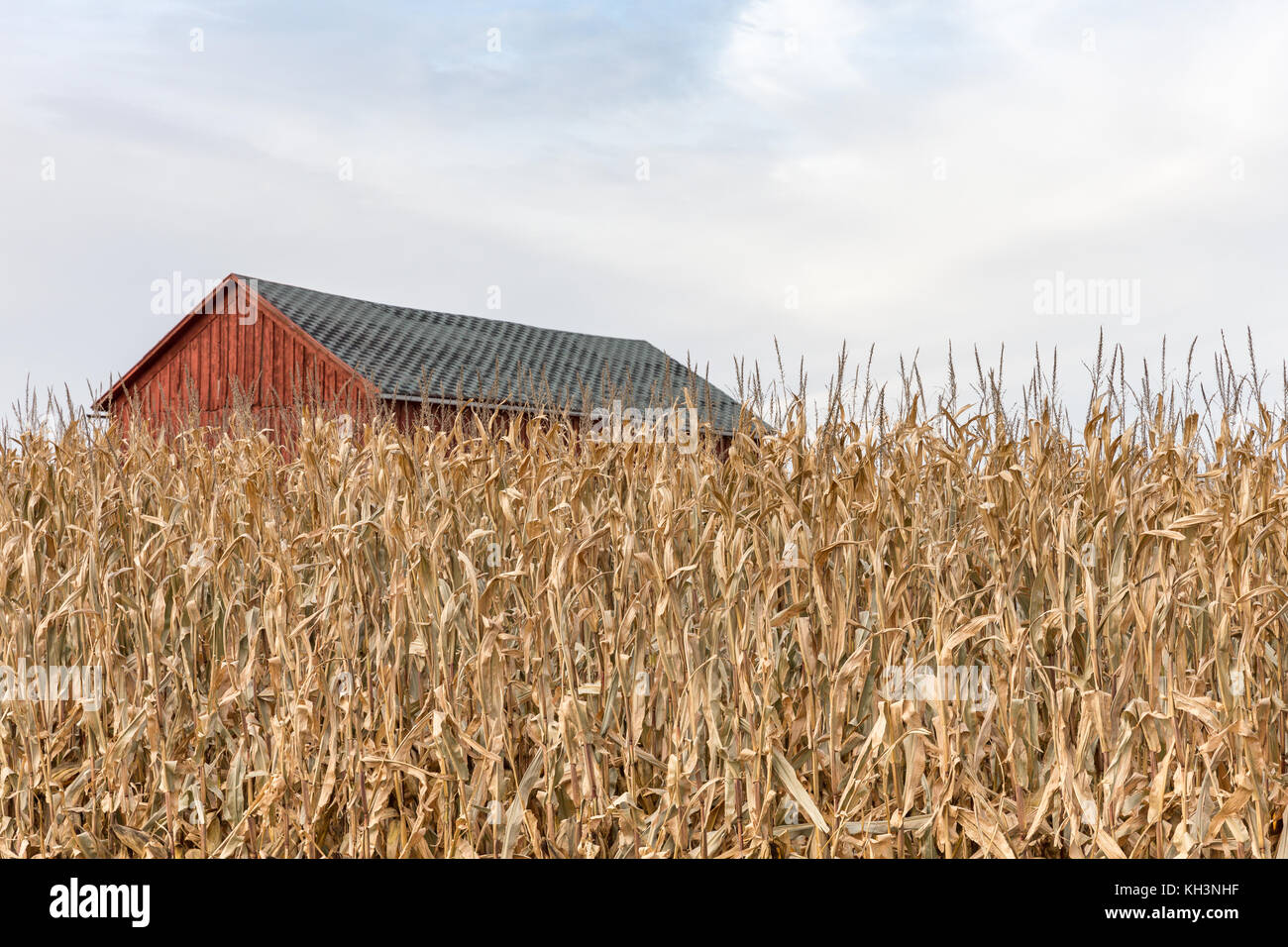 Red farm building seen behind a wall of tall dry autumn corn. Ample ...