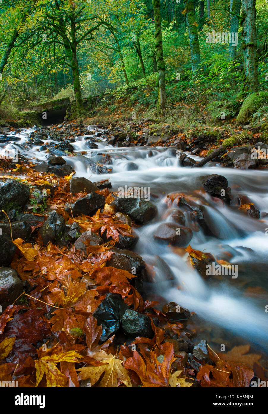 Mountain stream cascades over rocks through lush forest as autumn ...