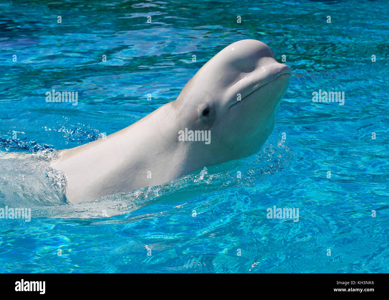 Beluga whale beluga hi-res stock photography and images - Alamy
