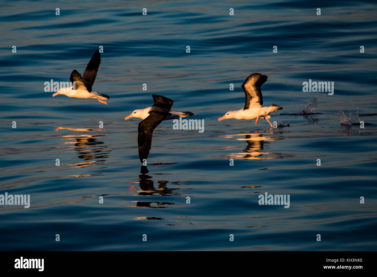 Black-browed Albatross taking off with no wind and glassy seas near ...