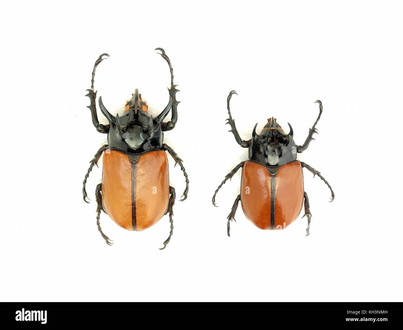 Female hercules beetle hi-res stock photography and images - Alamy