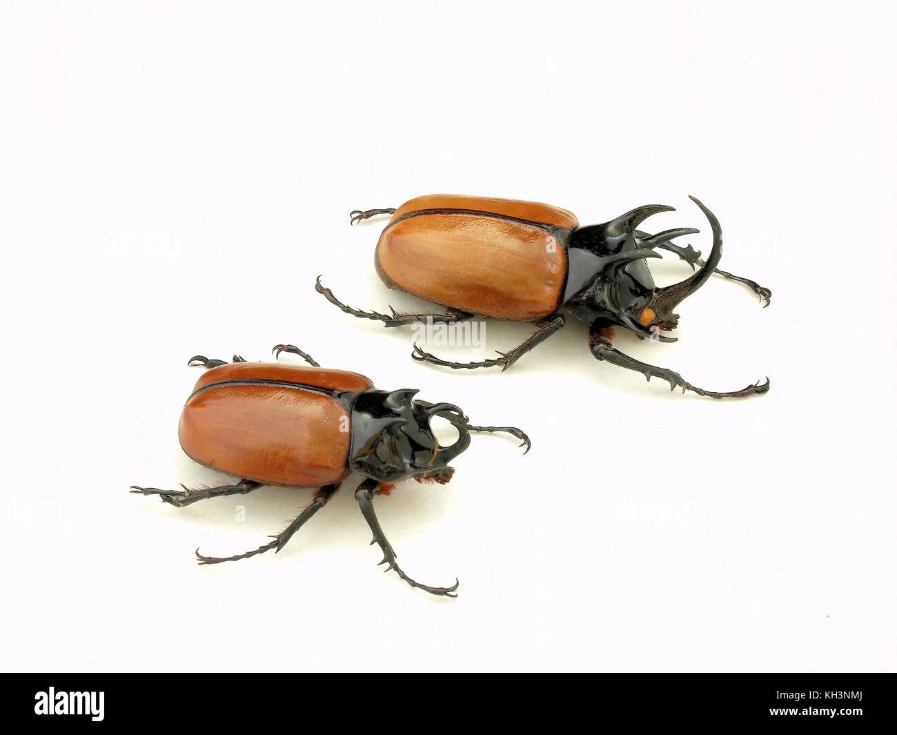 Beetle / Beetle five-horned : isolated white Stock Photo - Alamy