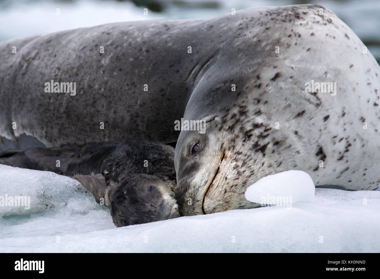 A Leopard Seal Mother With Pup On Ice In Parry Fjord Near Karukinka A Leopard Seal Mother With Pup On Ice In Parry Fjord Near Karukinka