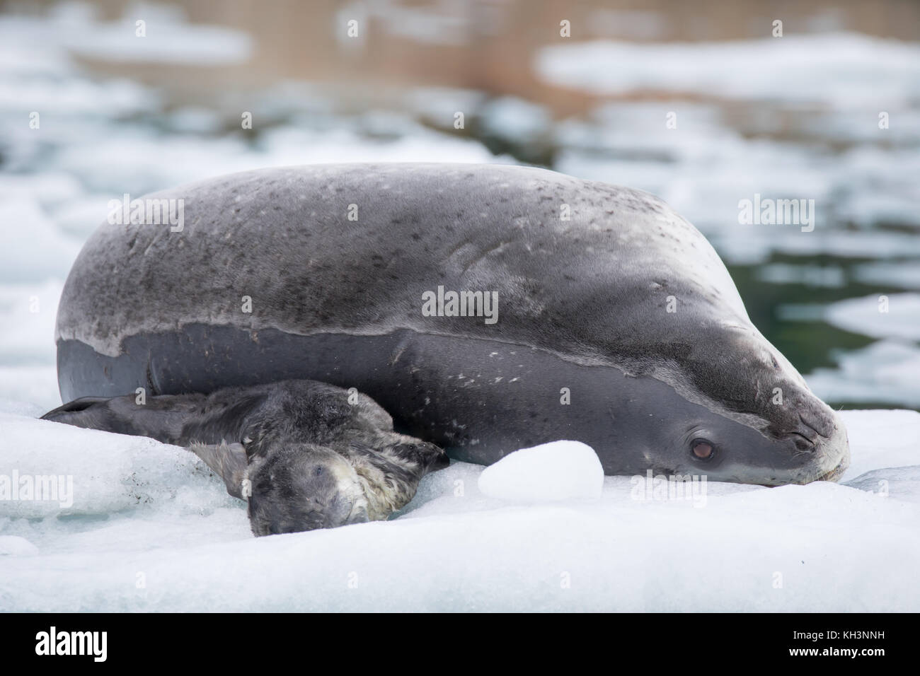 A leopard seal mother with pup on ice in Parry fjord, near Karukinka ...
