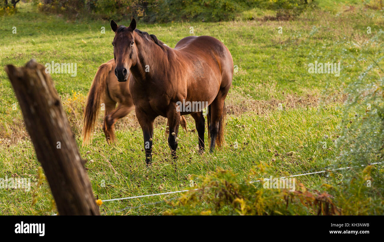 Stare down hi-res stock photography and images - Alamy