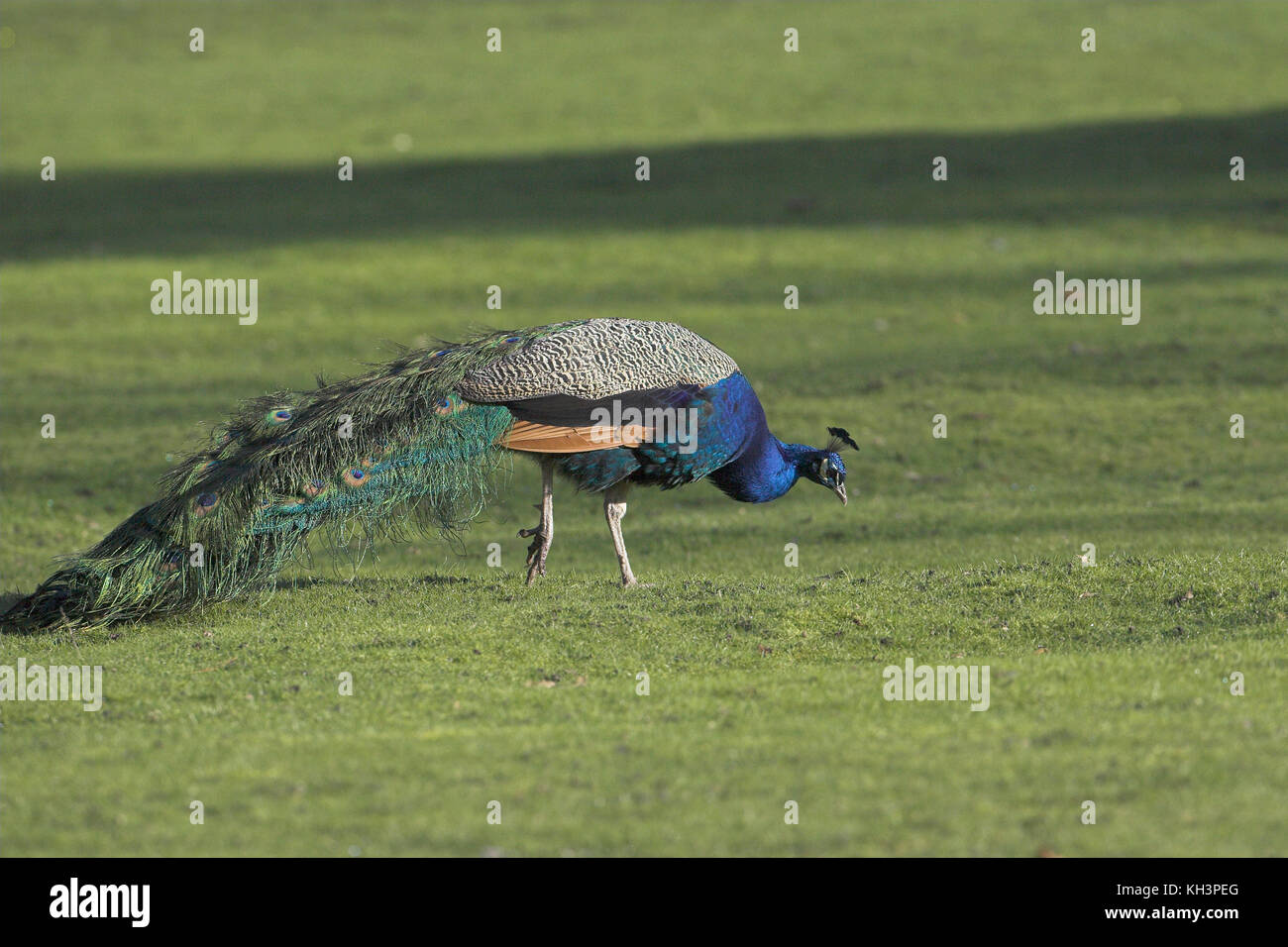 Peacock Pavo cristatus male Brownsea Island Dorset England Stock Photo ...
