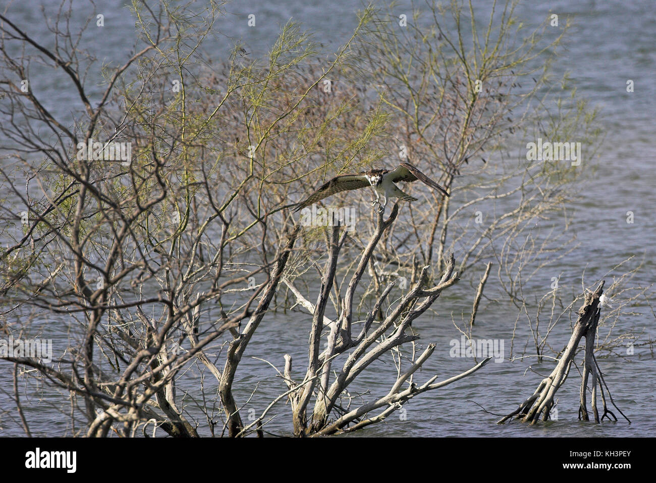 Falcon dam hi-res stock photography and images - Alamy
