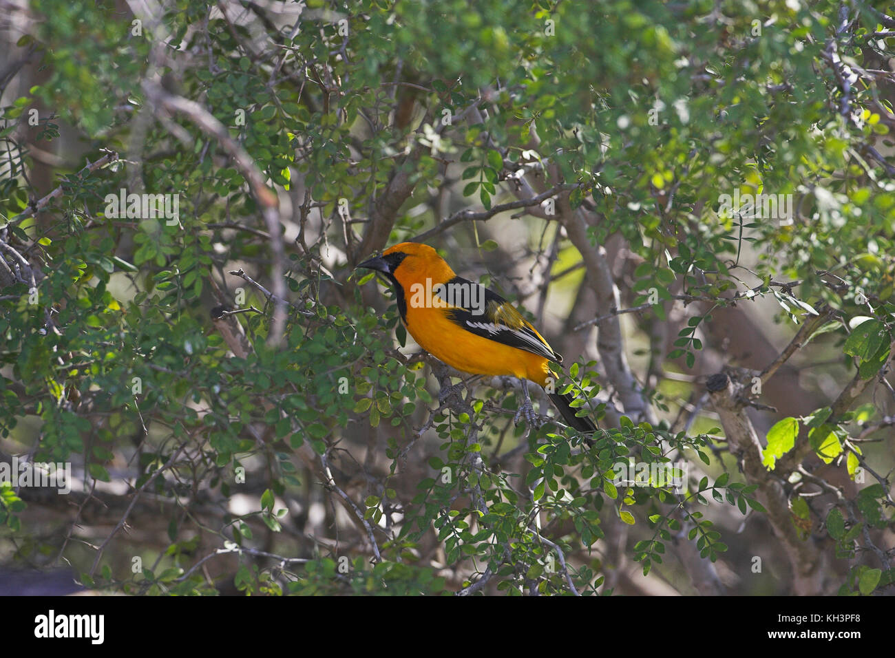 Altamira oriole Icterus gularis Falcon Dam State Park Lower Rio Grande ...