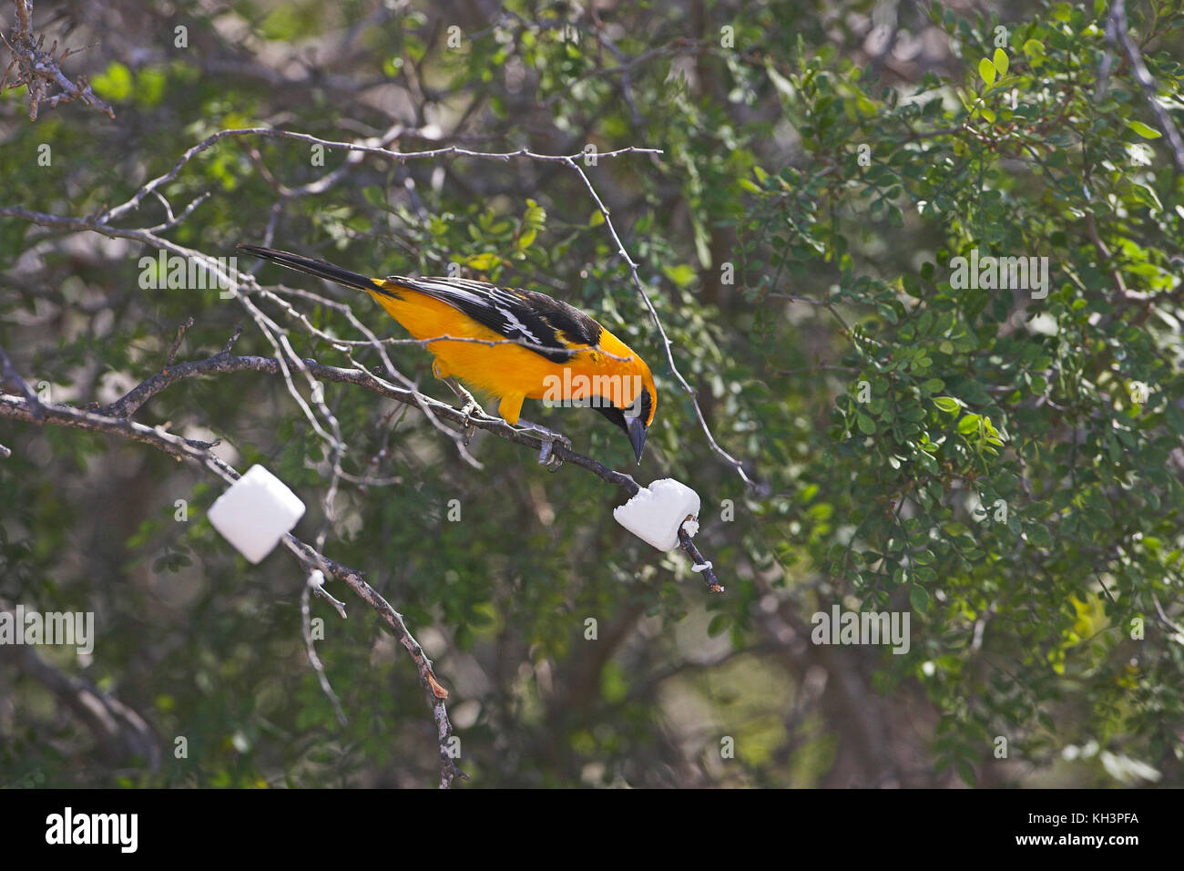 Altamira oriole Icterus gularis Falcon Dam State Park Lower Rio Grande ...