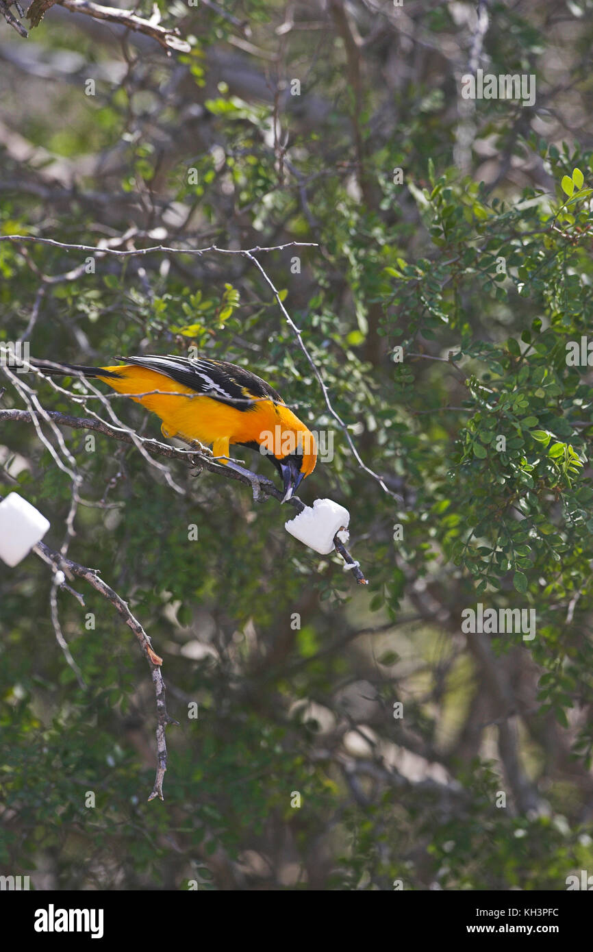 Altamira oriole Icterus gularis Falcon Dam State Park Lower Rio Grande ...