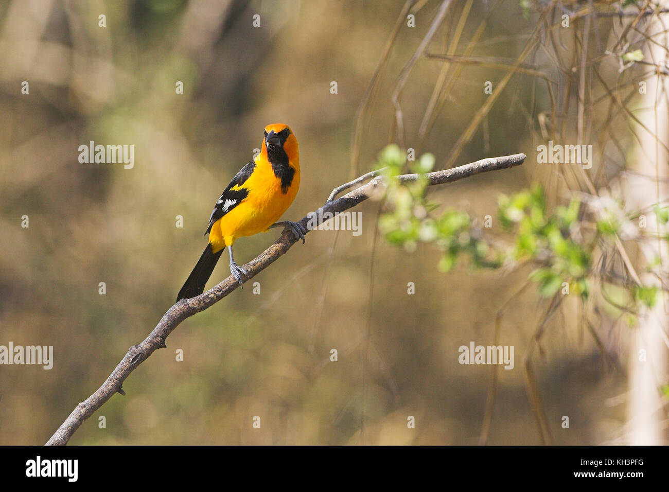 Altamira oriole Icterus gularis Salineno Lower Rio Grande Valley Texas ...