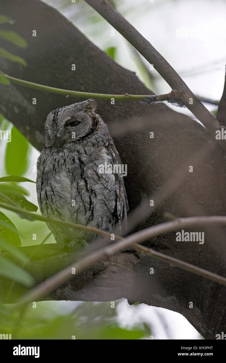 African scops owl hi-res stock photography and images - Alamy
