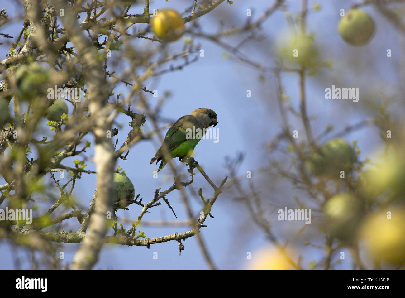 Brown-headed parrot Poicephalus cryptoxanthus Pretoriuskop Kruger ...