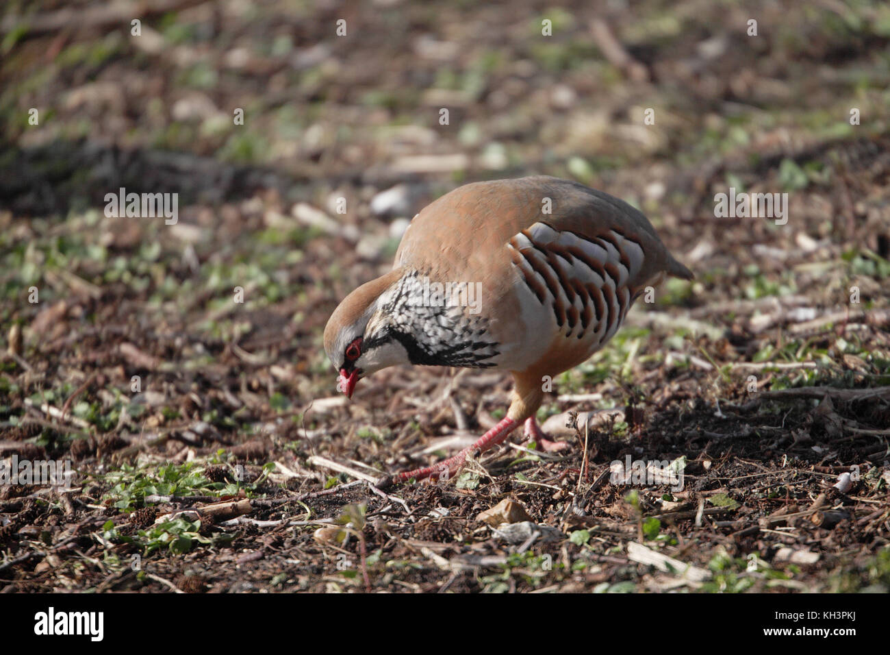Partridge of hampshire hi-res stock photography and images - Alamy