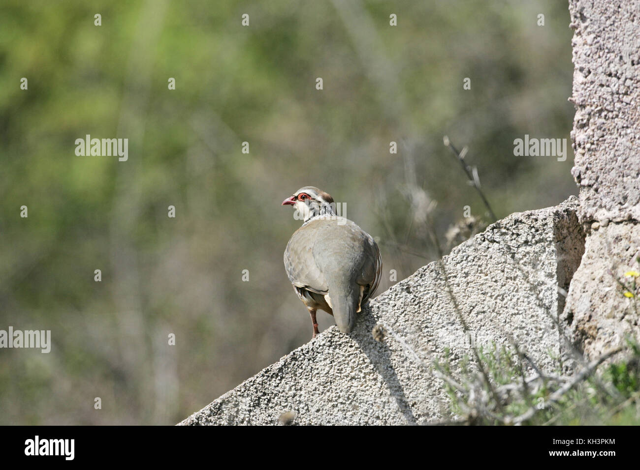 Red-legged partridge Alectoris rufa Corsica France Stock Photo - Alamy