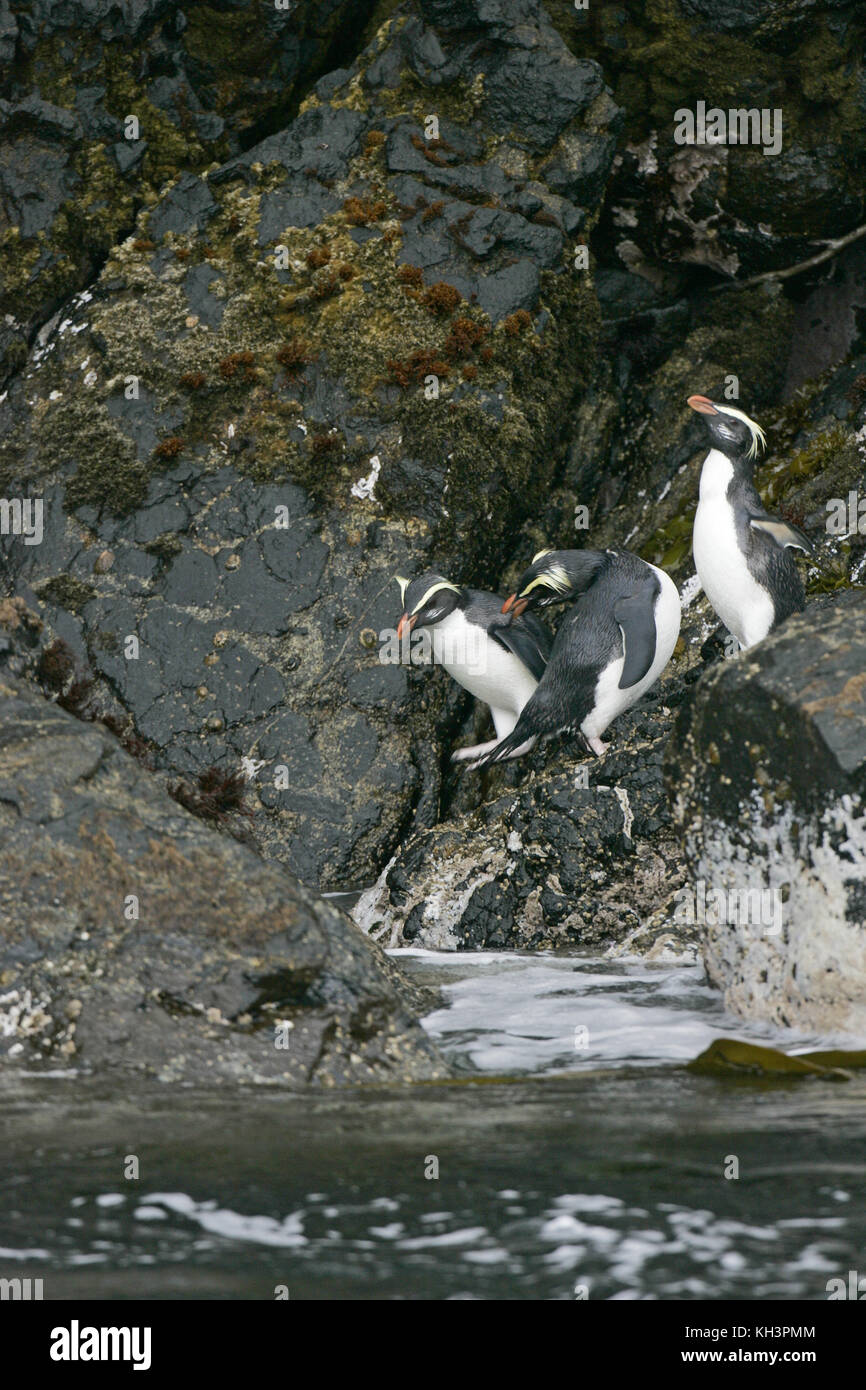 Fiordland crested penguin Eudyptes pachyrhynchus on rocky shore New ...