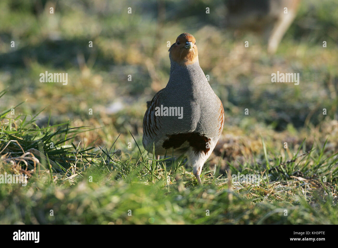 Grey partridge Perdix perdix male Stock Photo - Alamy