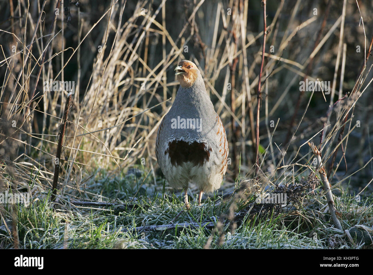 Grey partridge Perdix perdix male calling Stock Photo - Alamy