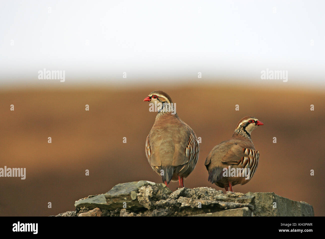 Red-legged partridge Alectoris rufa two perched on dry stone wall Islay ...