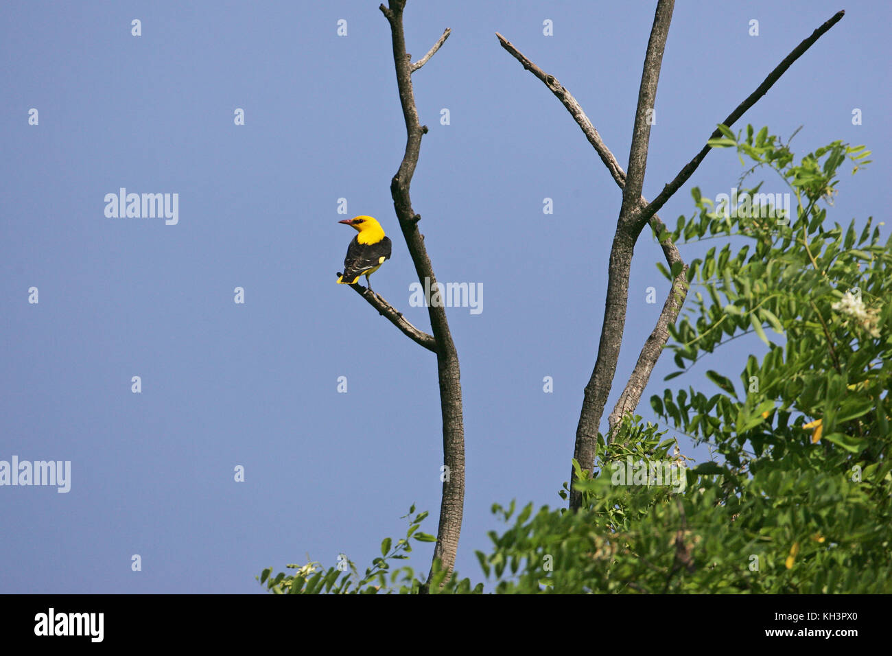 Oriolusoriolus hi-res stock photography and images - Alamy