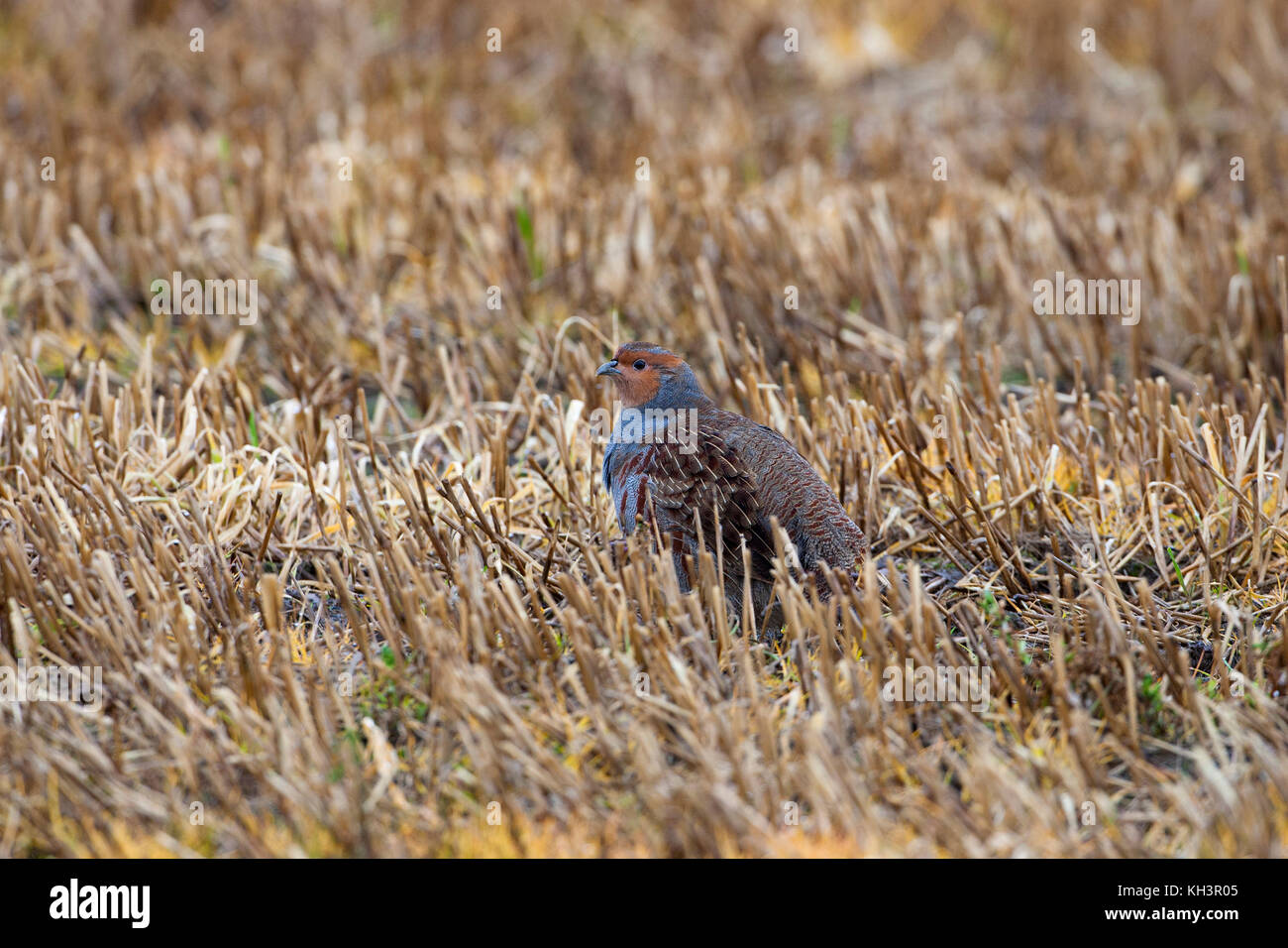 Grey partridge Perdix perdix in stubble field Roseisle near Burghhead ...