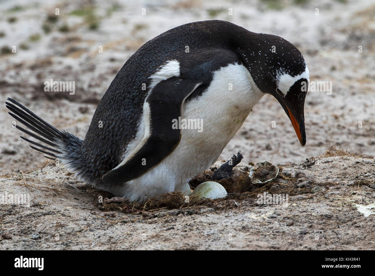 Adult turning egg in nest hi-res stock photography and images - Alamy