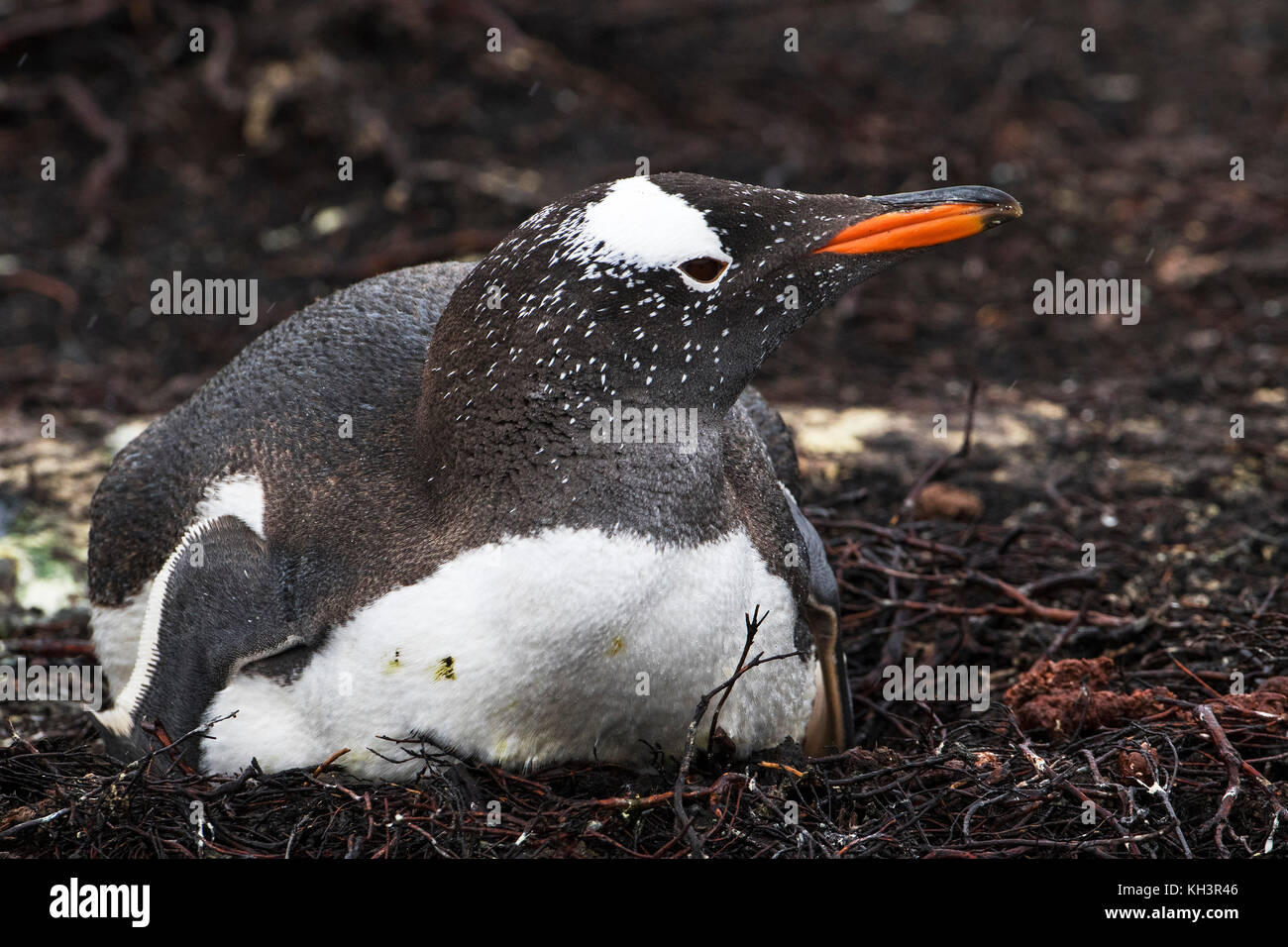 Gentoo penguin Pygoscelis papua on nest Saunders Island Falkland ...