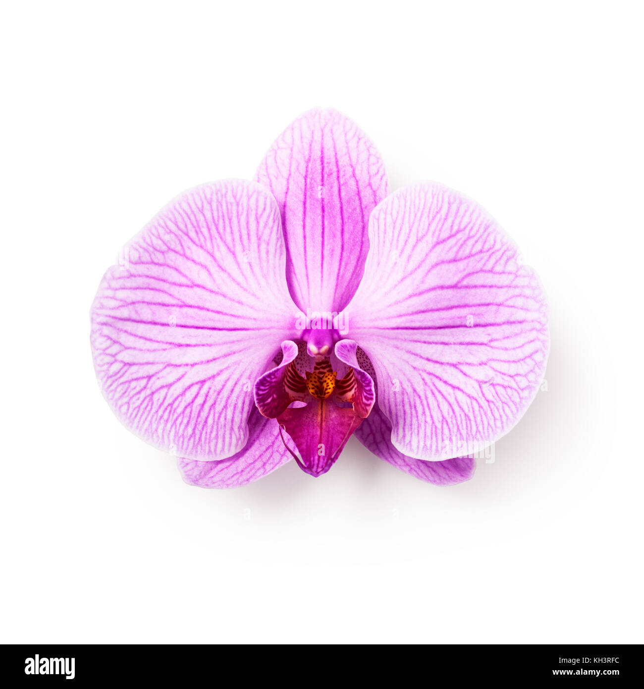 One Pink Orchid Flower