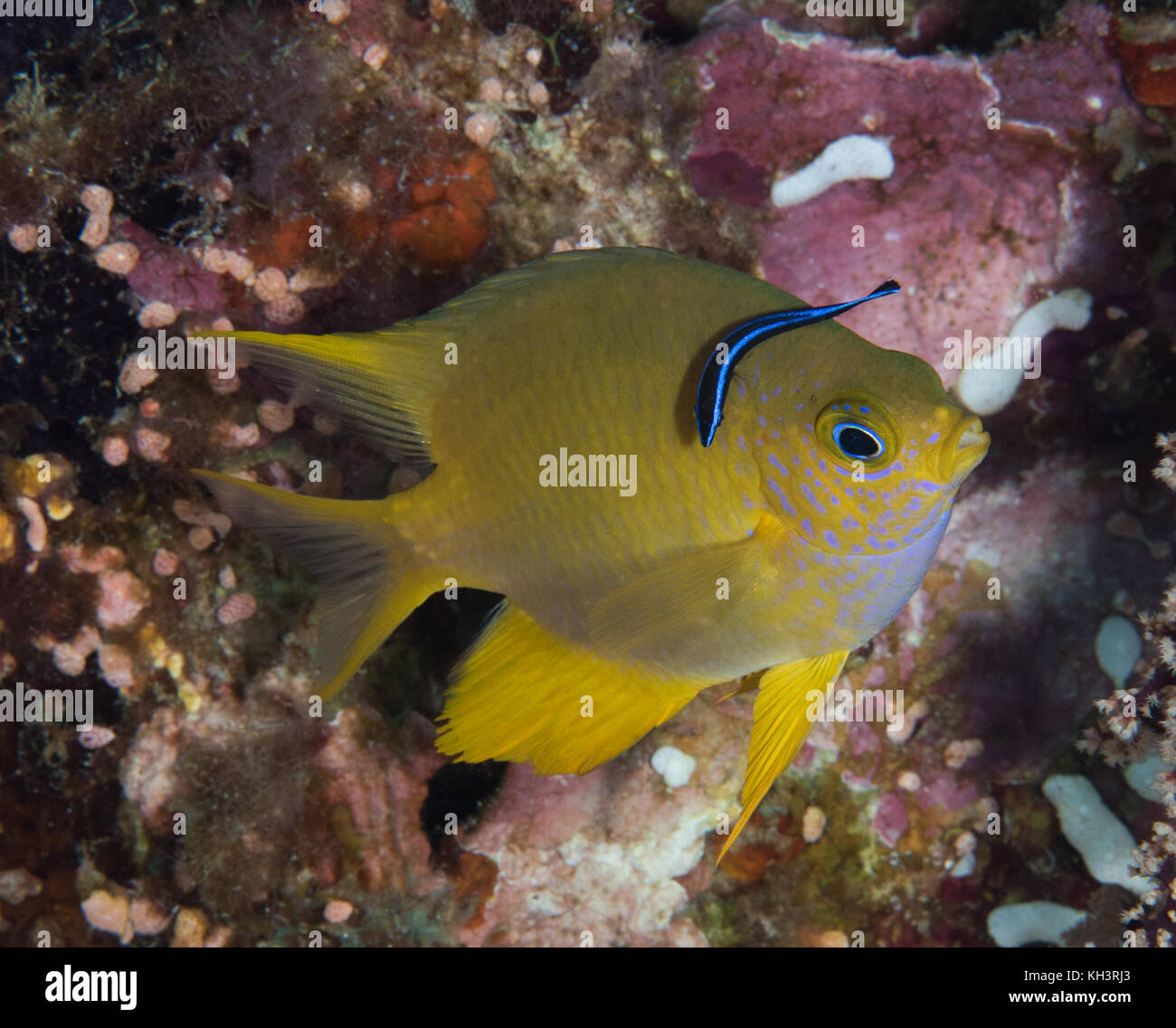 Tropical reef fish polynesia hi-res stock photography and images - Alamy