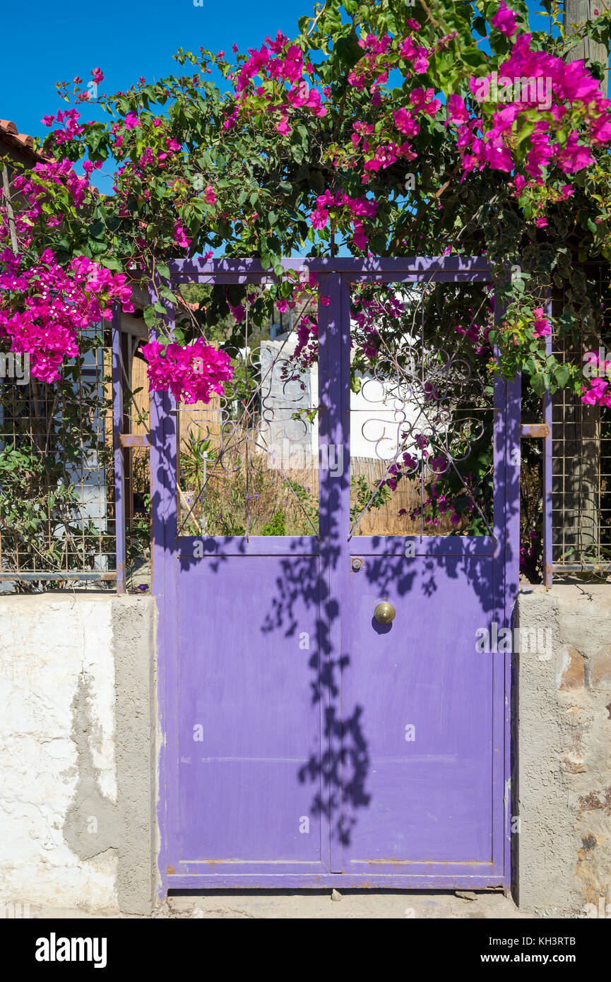 Purple gate surrounded by pink bougainvillea bush in Bodrum, Turkey ...