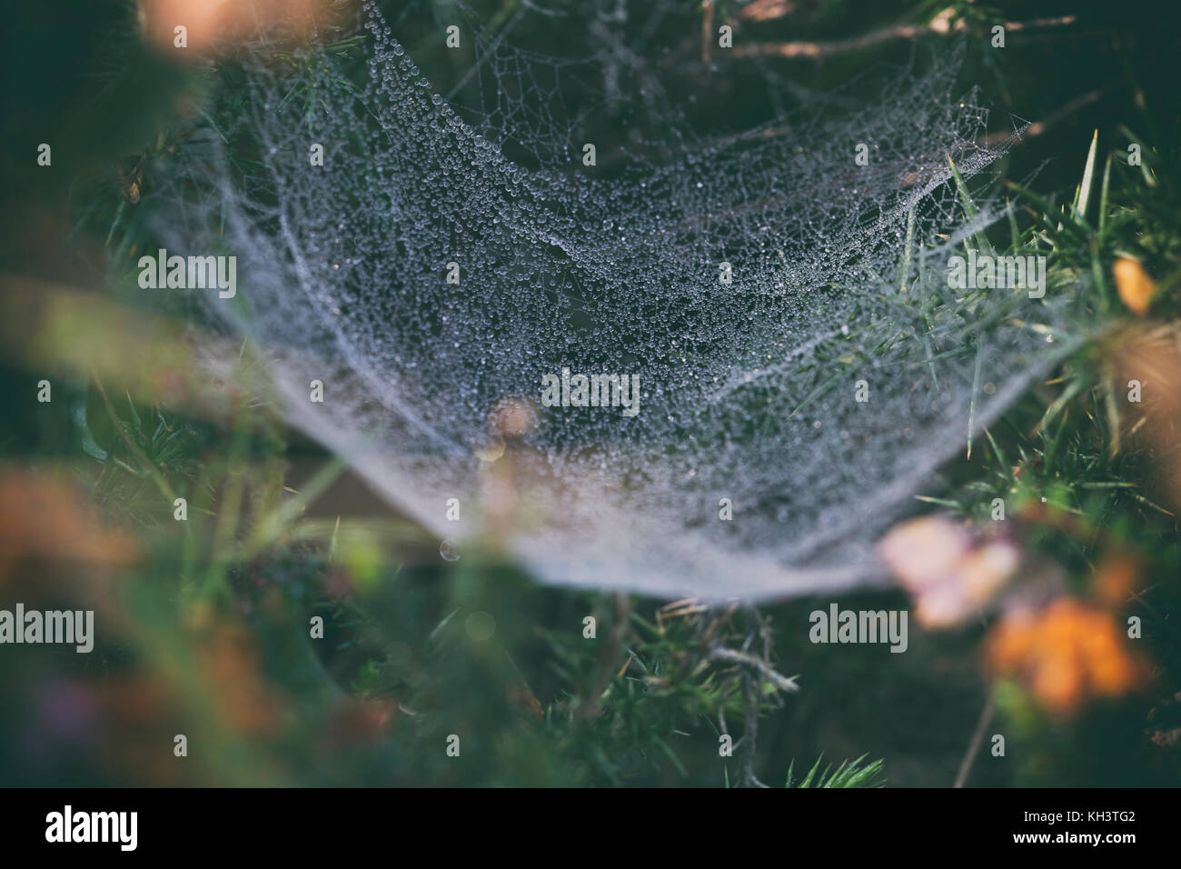 Water droplets on spider web, dawn Stock Photo - Alamy