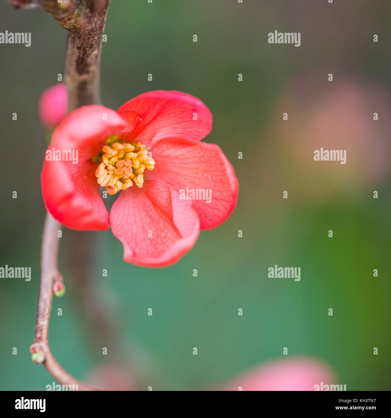 Quince bush fruit hi-res stock photography and images - Alamy