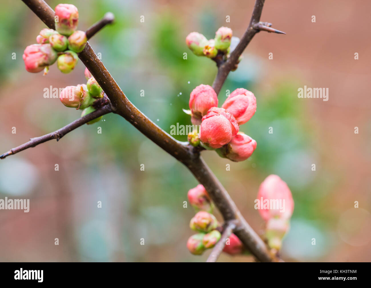 A macro shot of a quince bush flower bud Stock Photo - Alamy