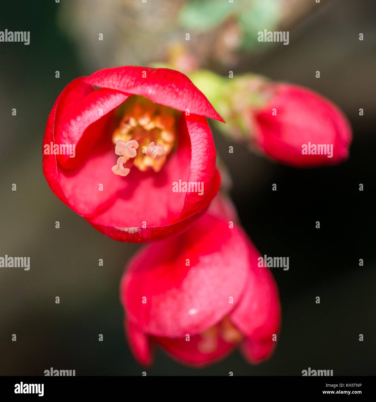 A macro shot of a red flowering quince bloom Stock Photo - Alamy