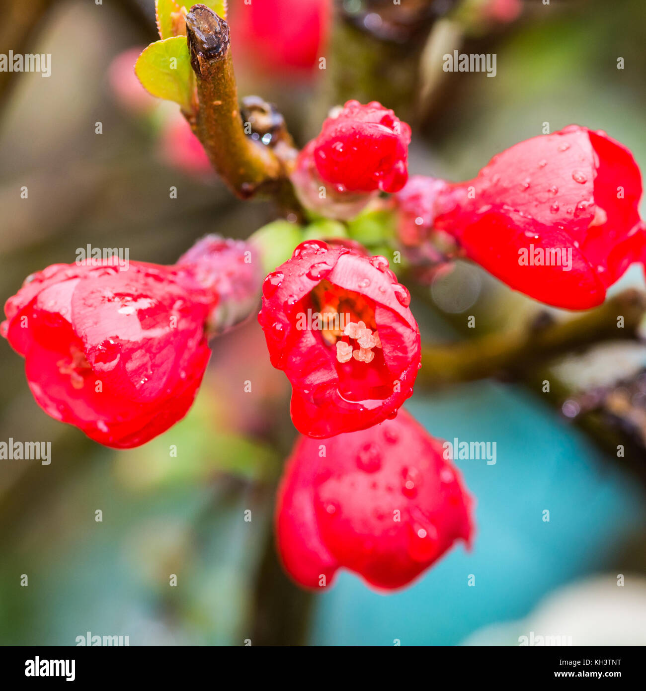 Quince blossom hi-res stock photography and images - Alamy