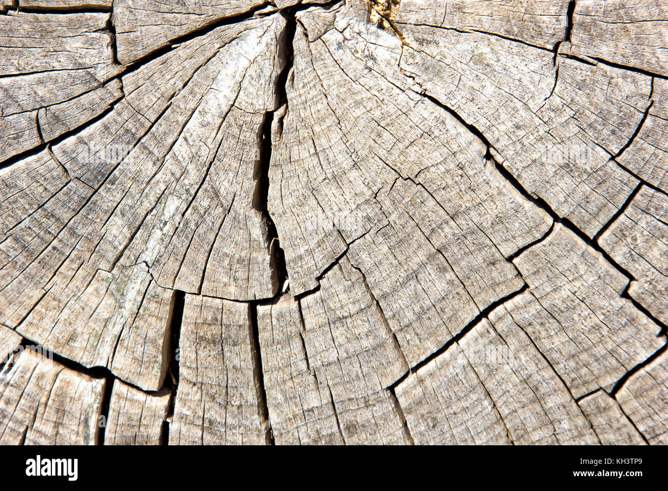 closeup of cutted tree trunk with many scratches Stock Photo - Alamy