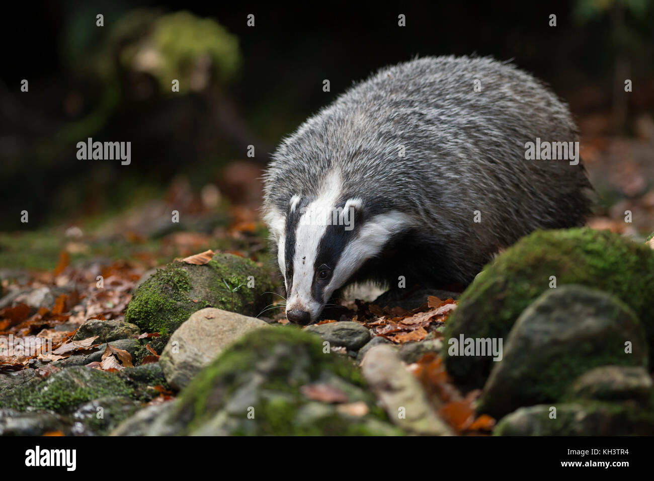 Badger close up hi-res stock photography and images - Alamy