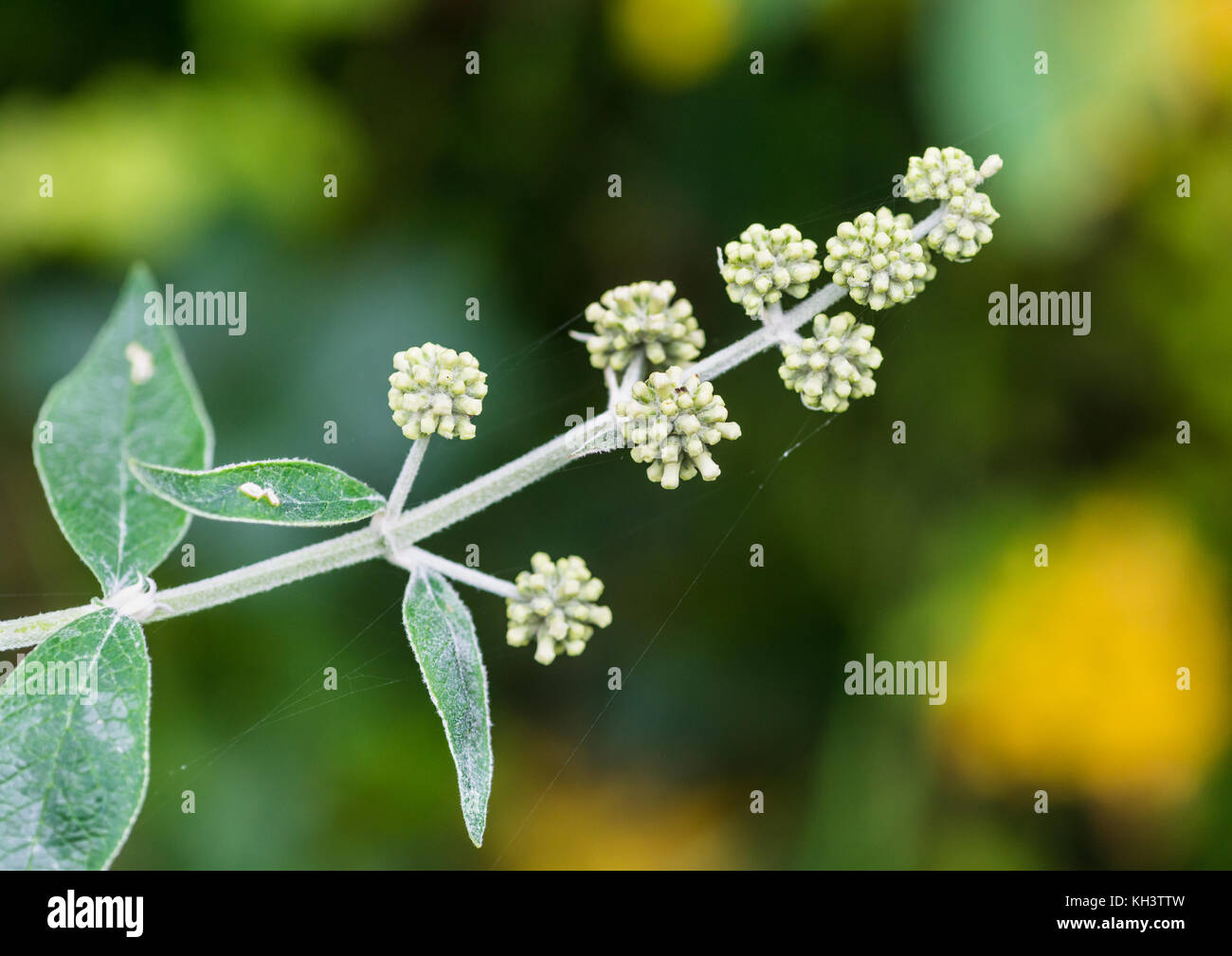 A macro shot of the flower buds of a buddleia bush Stock Photo - Alamy
