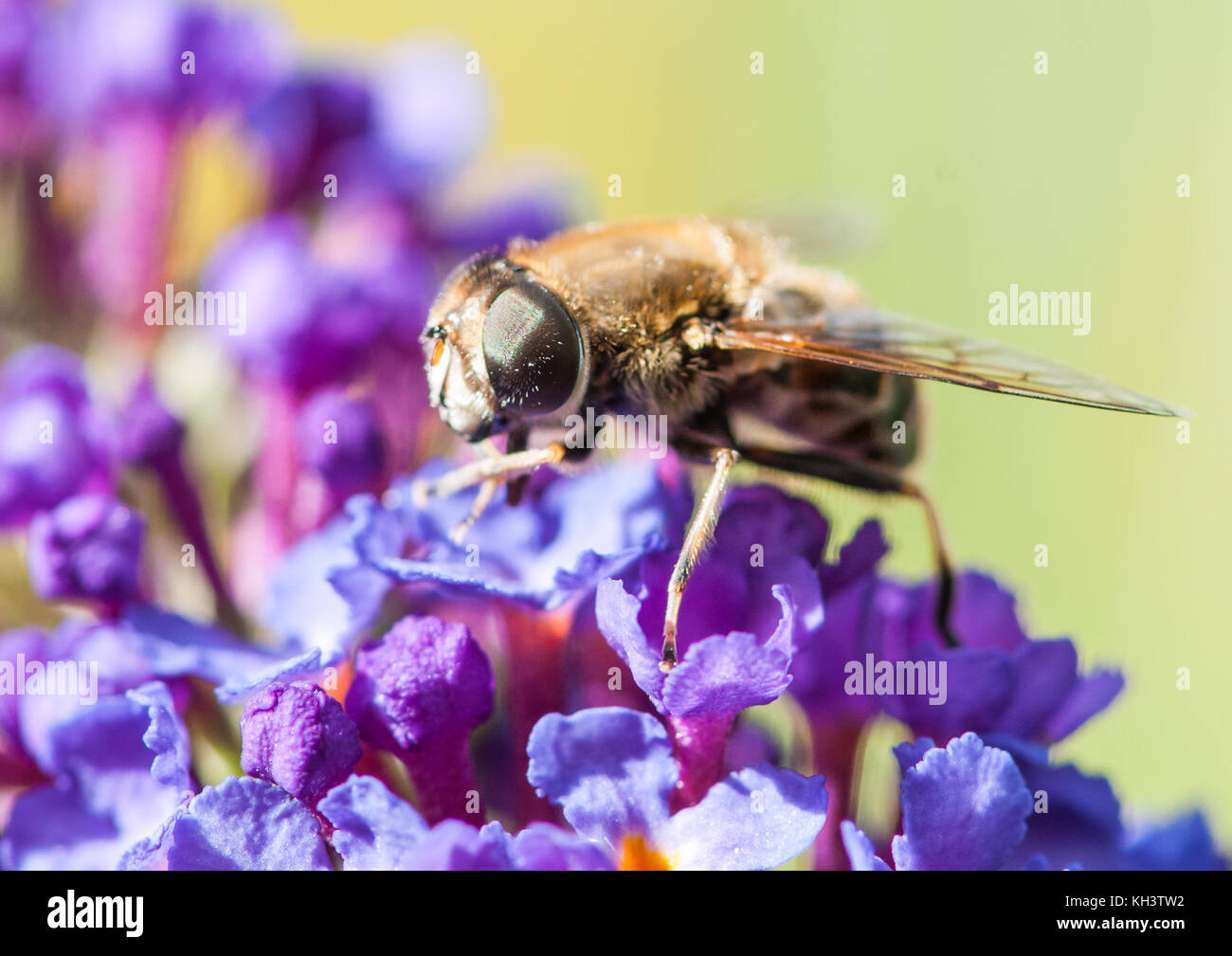 A hoverfly explores a purple butterfly bush Stock Photo - Alamy