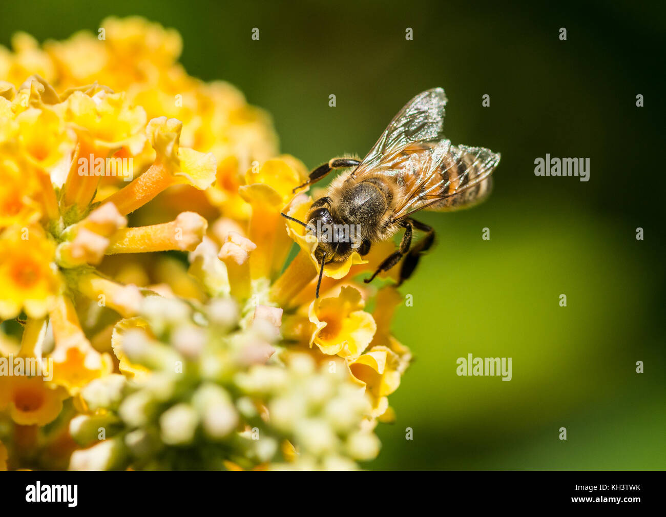 Yellow Bee High Resolution Stock Photography and Images - Alamy