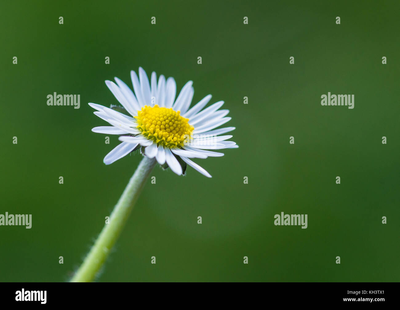 A macro shot of a common daisy against a green background Stock Photo ...