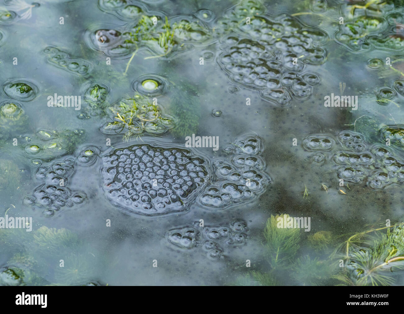 A shot of some frogspawn lying in a garden pond Stock Photo - Alamy