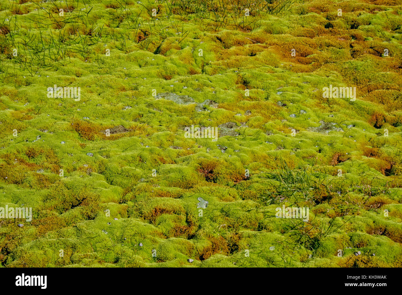 Green moss in Iceland with ice Stock Photo - Alamy