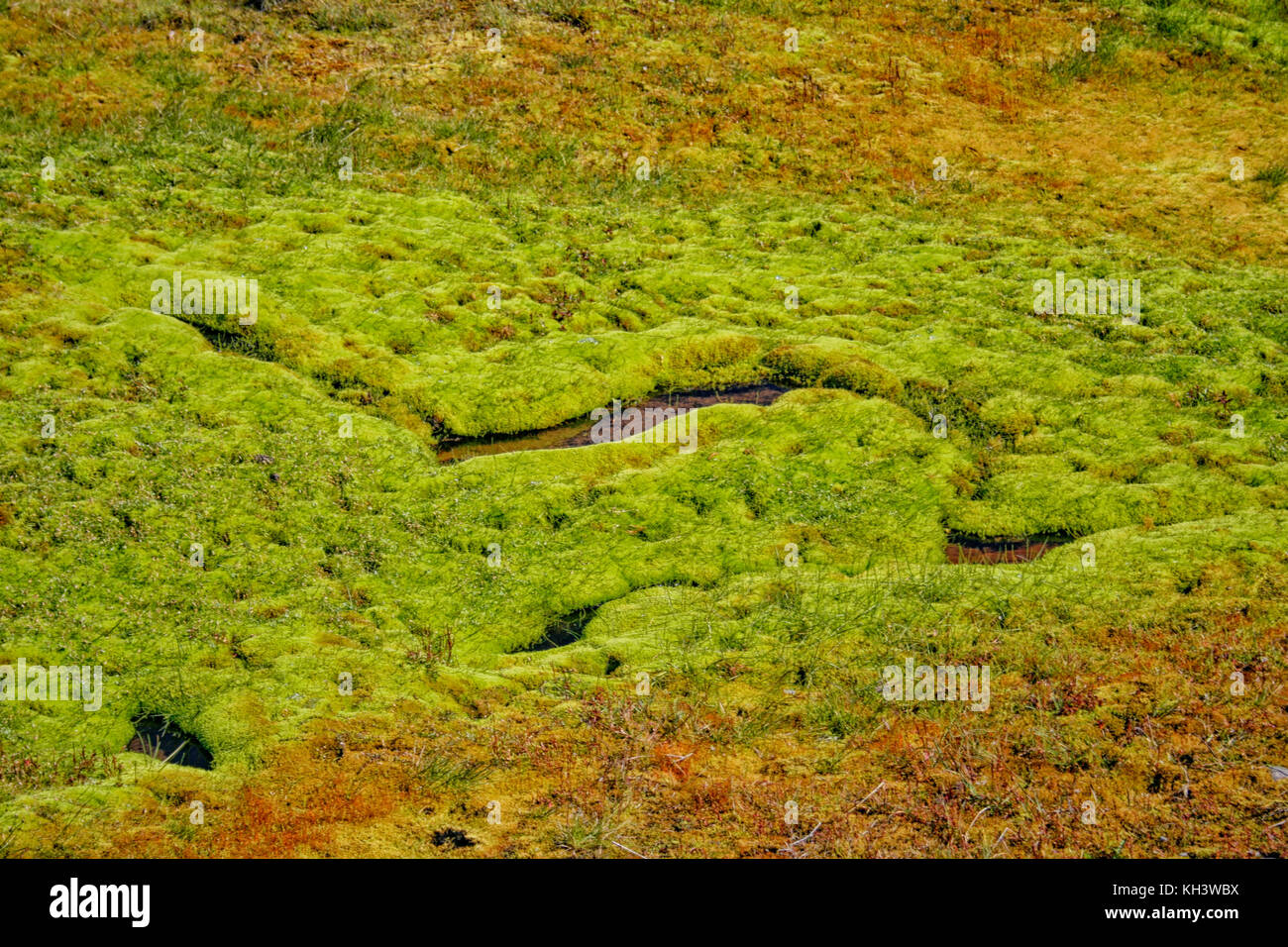 Green moss in Iceland with ice Stock Photo - Alamy