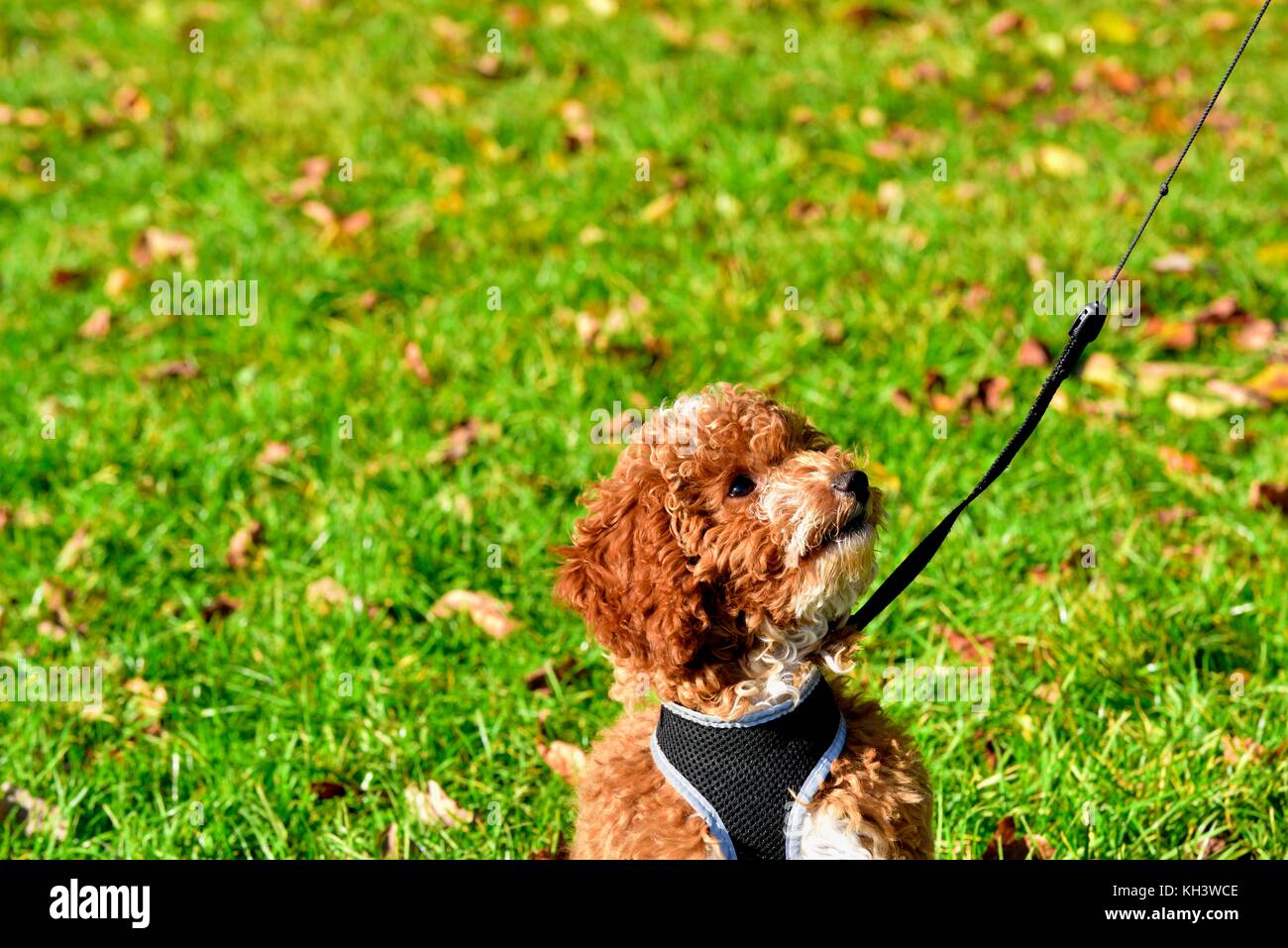 Red Cockapoo puppy dog Stock Photo - Alamy