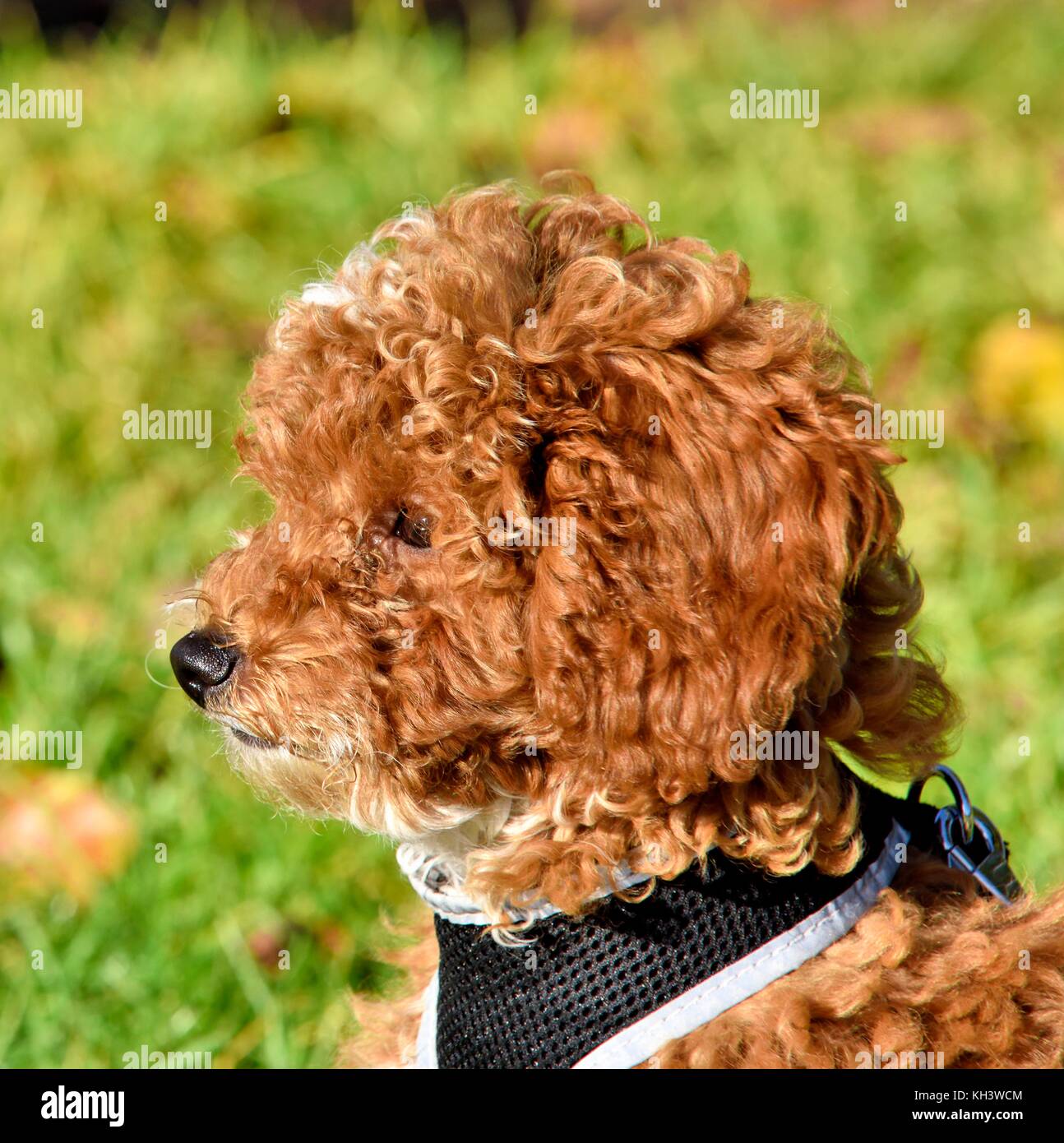 Red Cockapoo High Resolution Stock Photography and Images - Alamy