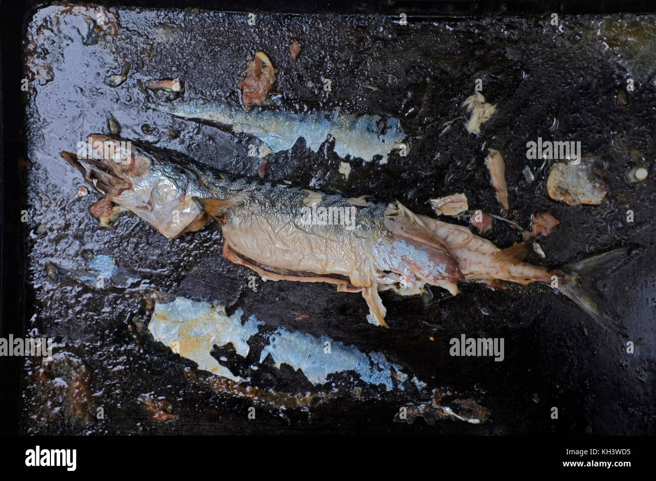 Mackerel colour hi-res stock photography and images - Alamy