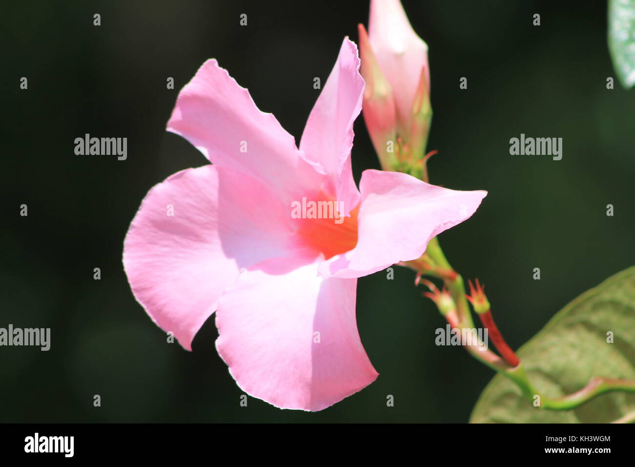 Rich pink color hi-res stock photography and images - Alamy