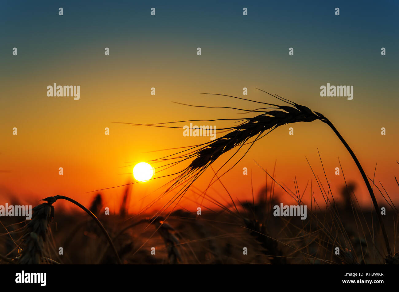 sun over grain field in summer Stock Photo - Alamy