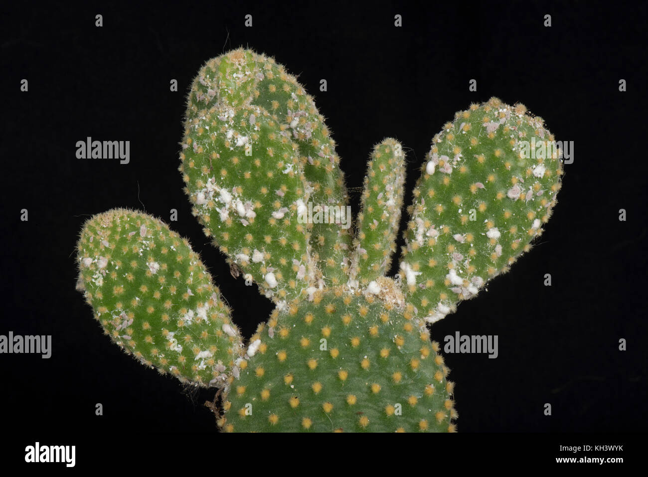 White bunny ears cactus hi-res stock photography and images - Alamy